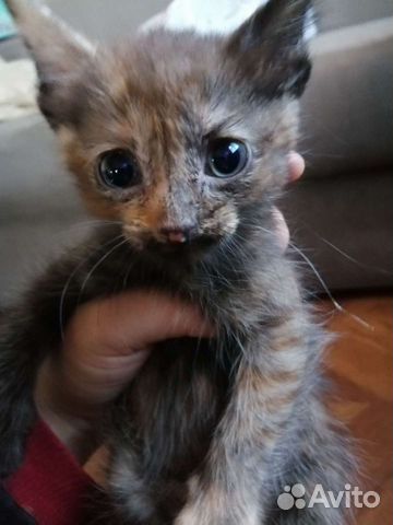 Котята бесплатно, три мальчика и две девочки