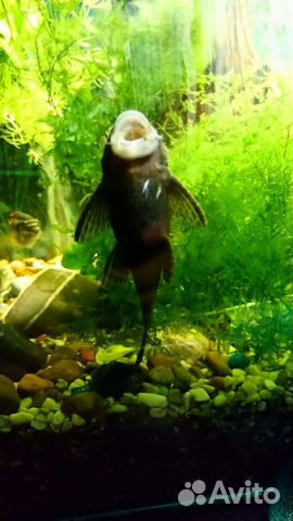 Сомик анциструс