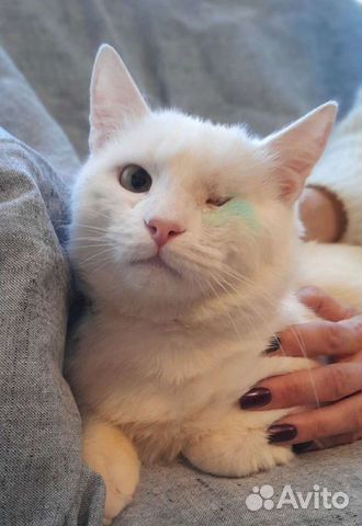 Ангел спустился на землю