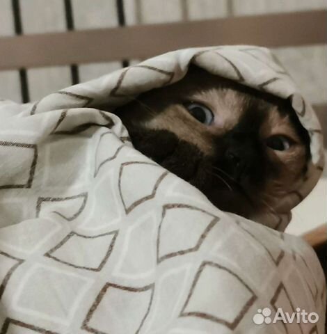 Кошка тайская 5 мес