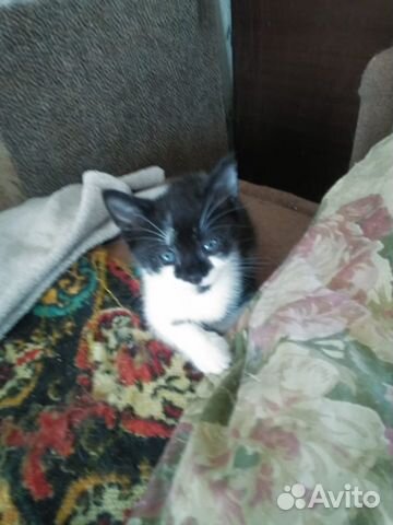 Котенок Тоша,1,5 мес