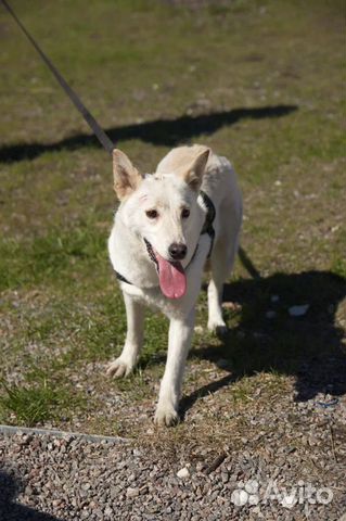 Красотка Тесса ищет дом