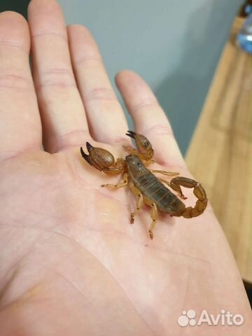 Африканские скорпионы