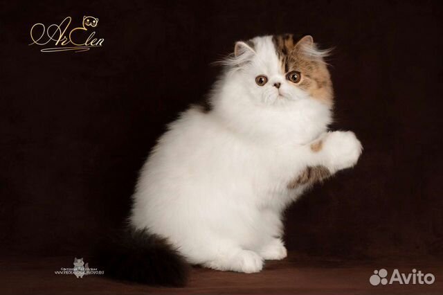 Котенок персидская девочка