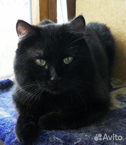 Кот -всем котам кот