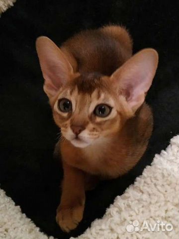 Абиссинский мальчик (котенок)