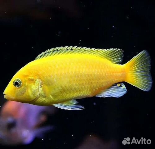 Малавийские цихлиды эллоу