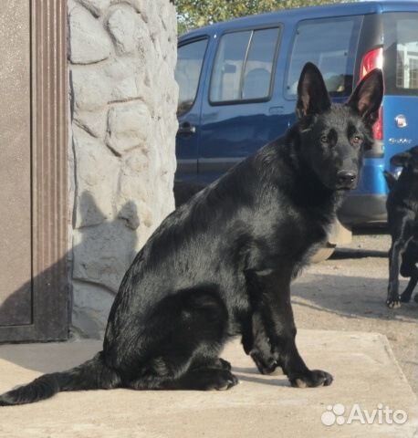 Шикарная черная подрощенная немочка