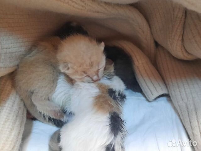 Нужна кормящая кошка