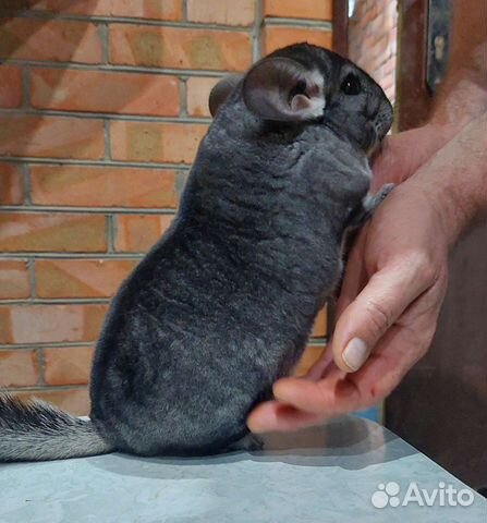 Шиншиллы