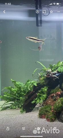 Сиамский водорослеед