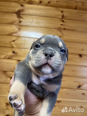 Девочка Американского булли