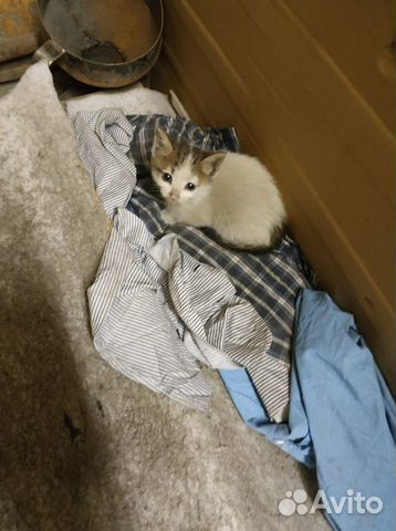 Котята в добрые руки