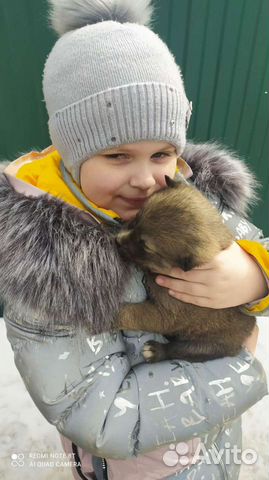 Кутенок в добрые руки мама хаски