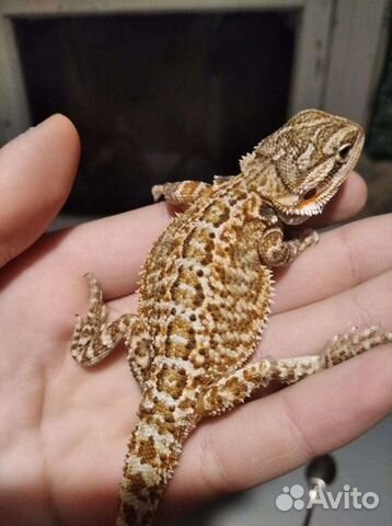 Бородатая агама, самка