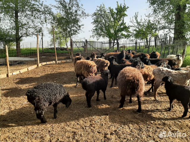 Овцы эдильбаевской породы