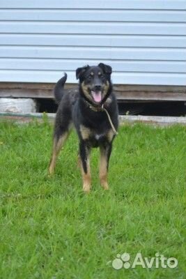 Настоящий Богатырь