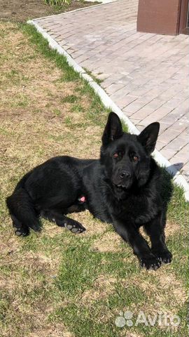 Вязка собаки. Ищем сучку