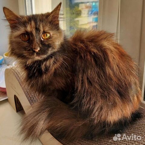 Черепаховая кошка в добрые руки