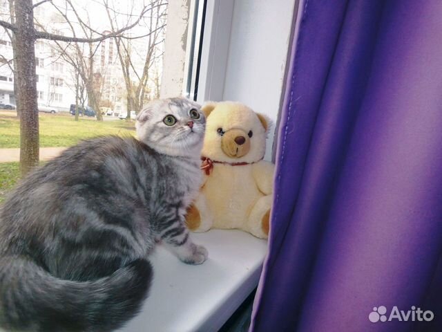 Шотландские котята мраморные на серебре