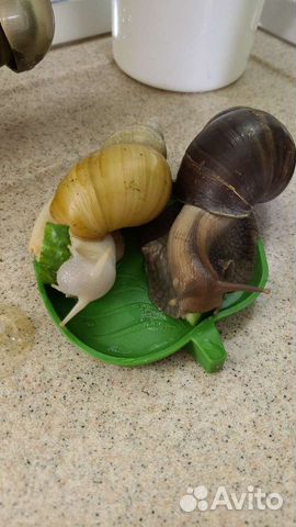 Улитки ахатины