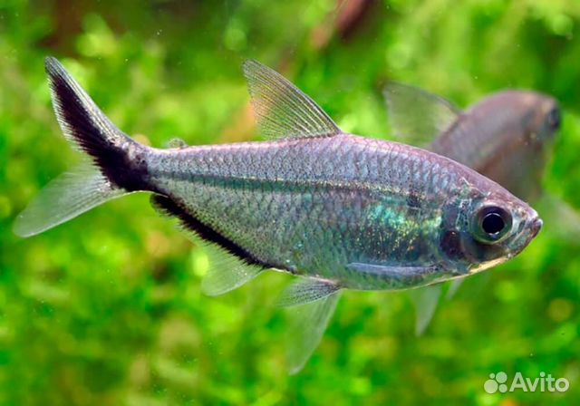 Рыбки Тетра Коста