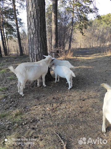 Зааненский козлик