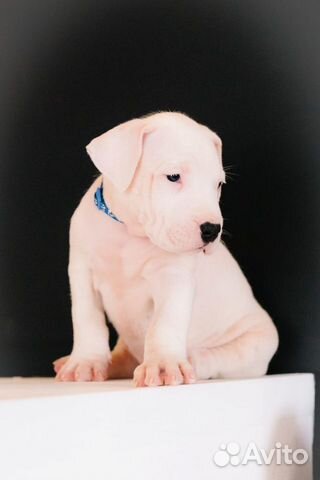 Аргентинский дог