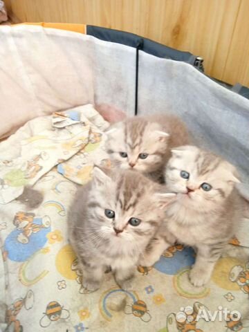 Шотландская вислоухая кошка