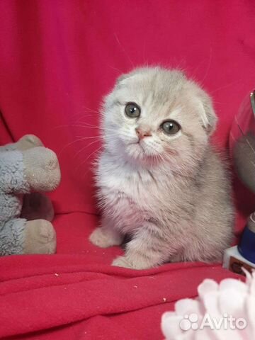 Вислоухий котенок голубой на золоте