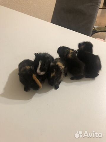 Морские свинки