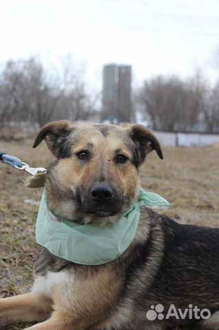 Сидит в клетке долго
