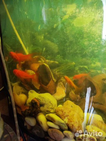 Рыба комета в пруд, аквариум