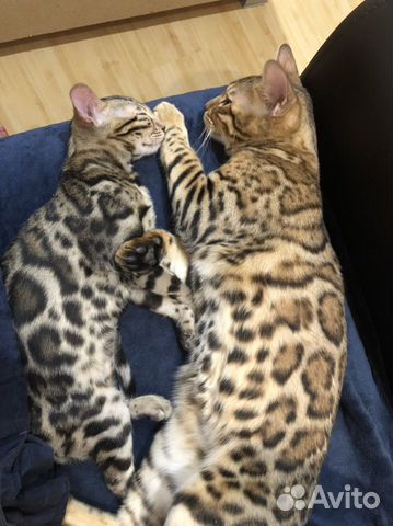 Бенгалы семья