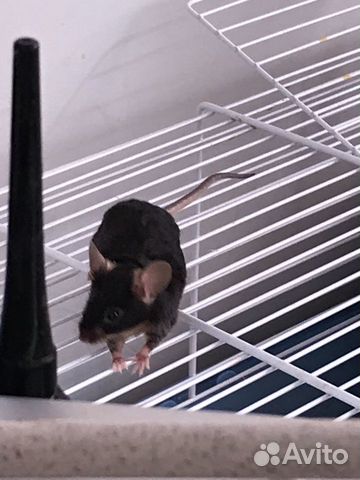 Мышь декоративная по имени Герш