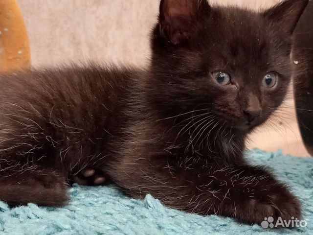 Весёлая кошечка 1,5 месяца в добрые руки