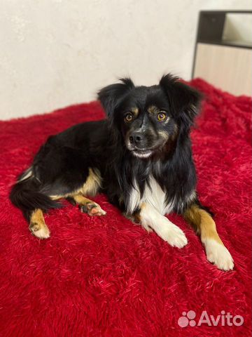 Ищет дом мелкий пёсик Блэк