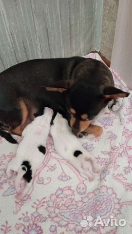 Собаки щенки той-терьер