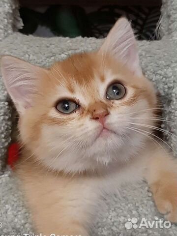 Котята золотая шиншилла
