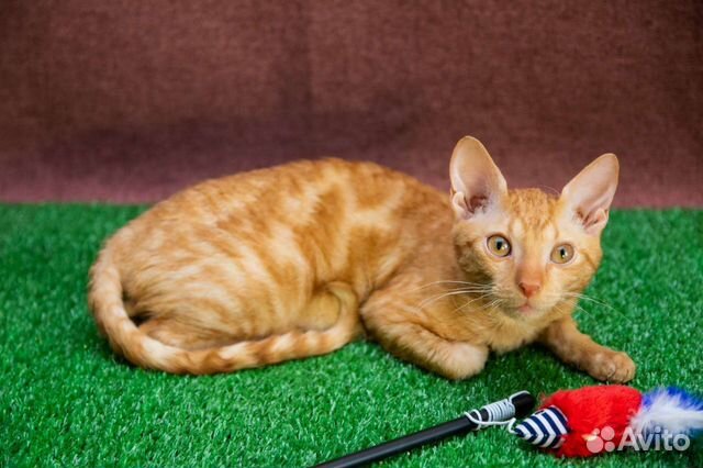 Рыжие кудрявые кошки уральский Рекс