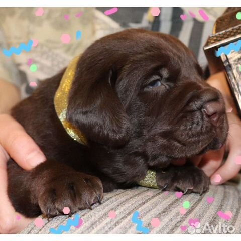 Лабрадор шоколадного цвета