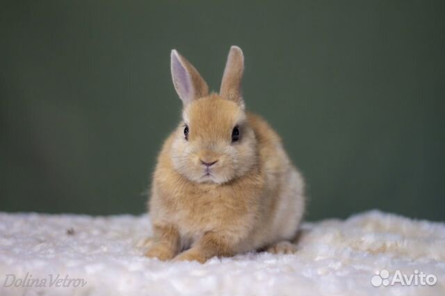 Минор олений самец