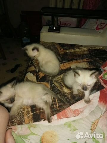 Сиамские котята