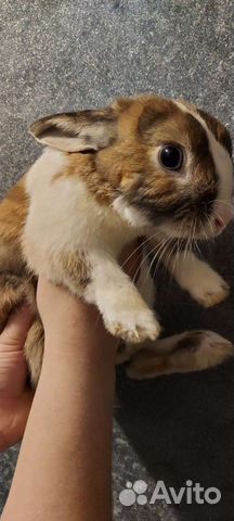 Кролик ищет самочку