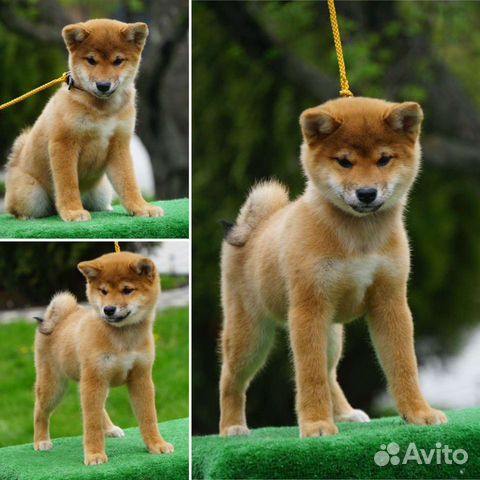 Шиба мальчик может стать вашим