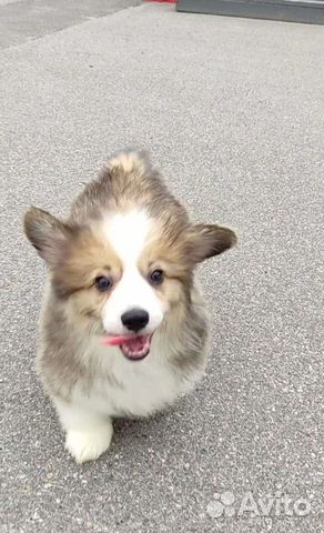 Лолла,Лада и Лукьян