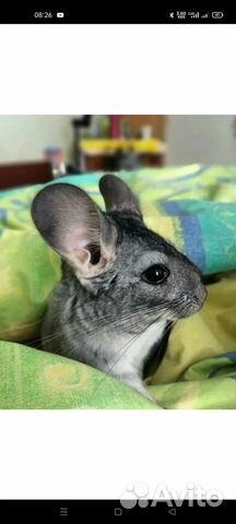 Шиншиллы мальчики и девочки