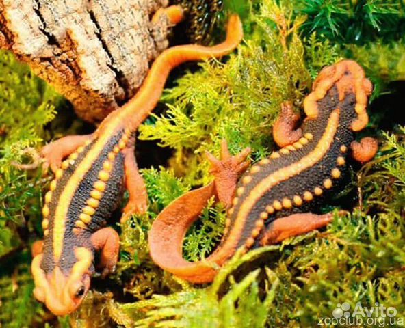 Крокодиловый тритон
