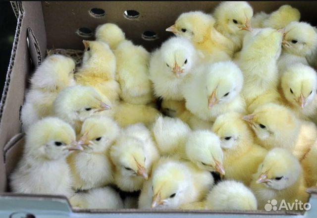 Бройлер суточный оптом