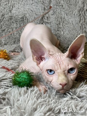 Кот